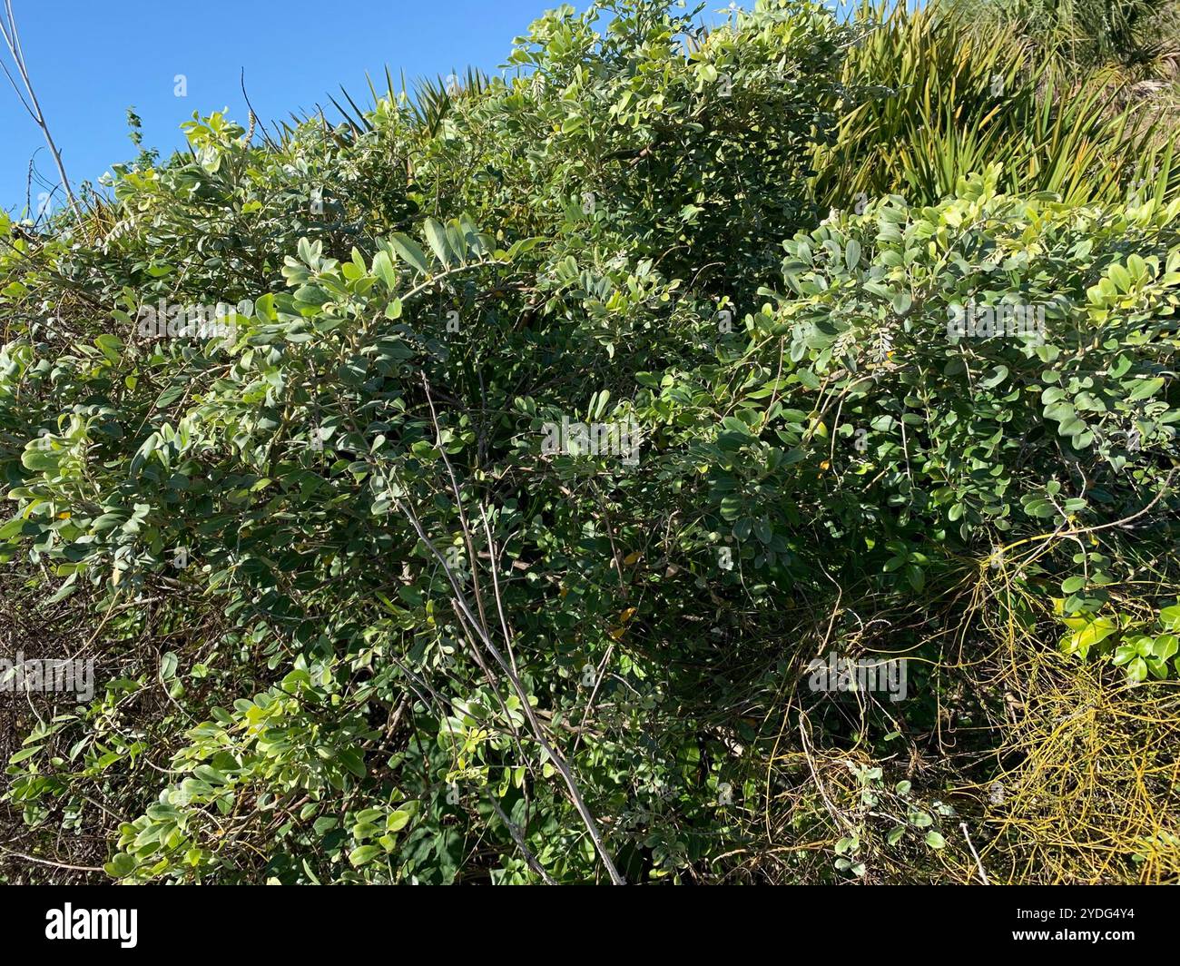 Necklace pod (Sophora tomentosa Stock Photo - Alamy