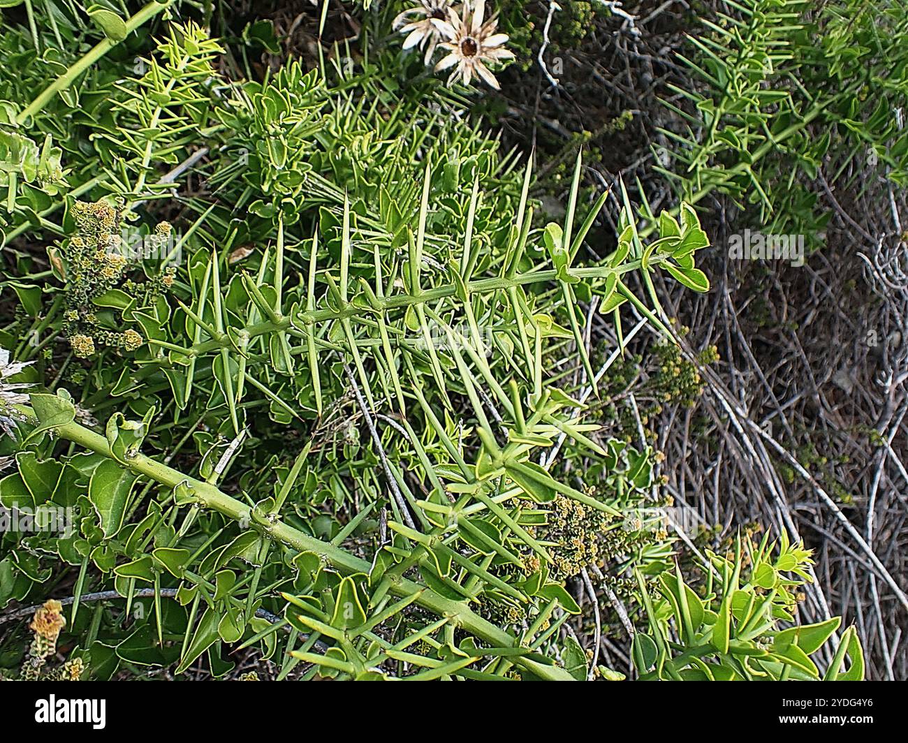 Needle Bush (Azima tetracantha Stock Photo - Alamy