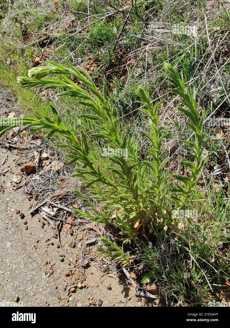 California cudweed (Pseudognaphalium californicum Stock Photo - Alamy