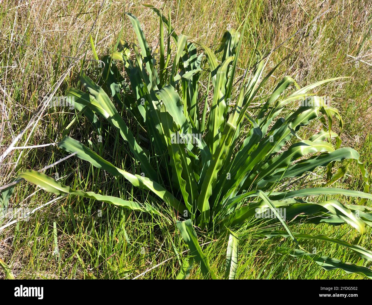 wavy-leafed soap plant (Chlorogalum pomeridianum Stock Photo - Alamy