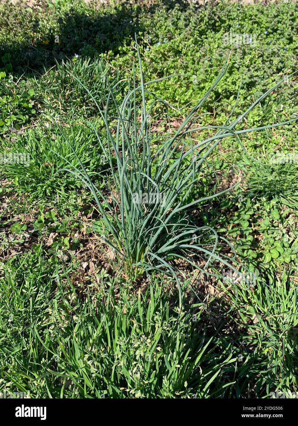 Wild Garlic Allium Vineale Stock Photo Alamy Wild Garlic Allium Vineale Stock Photo Alamy