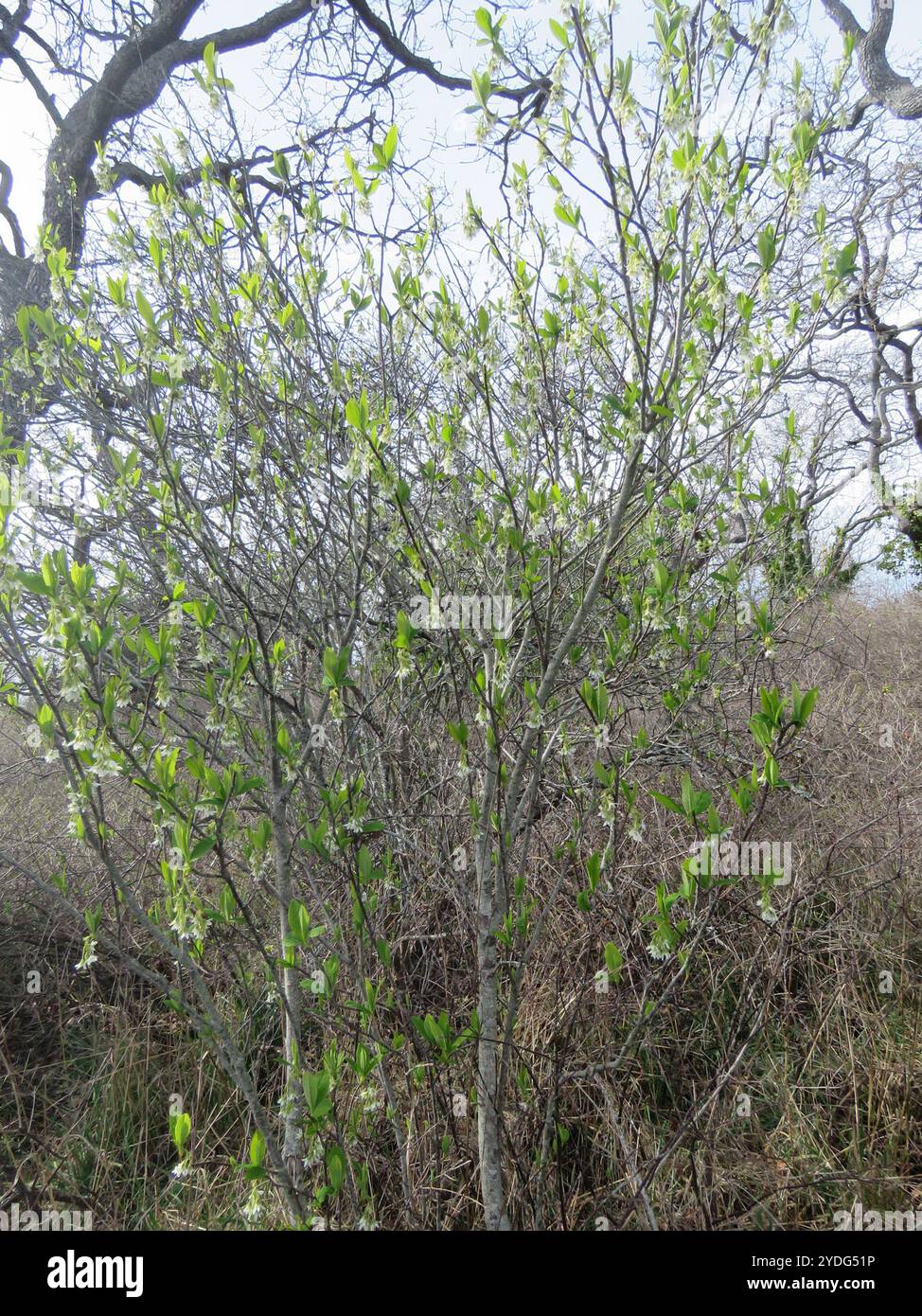 Osoberry (Oemleria cerasiformis Stock Photo - Alamy