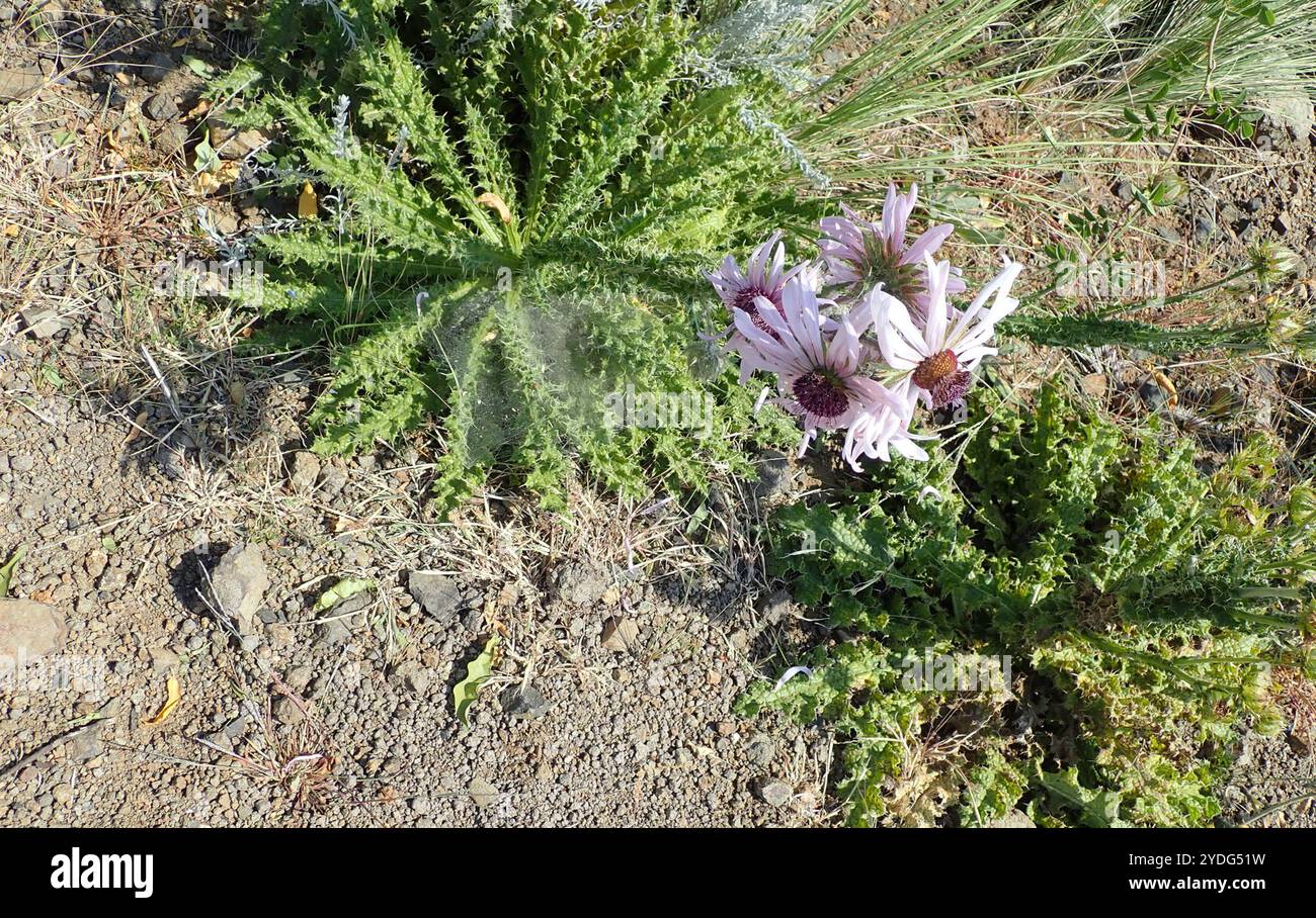 Purple African Thistle (Berkheya purpurea Stock Photo - Alamy