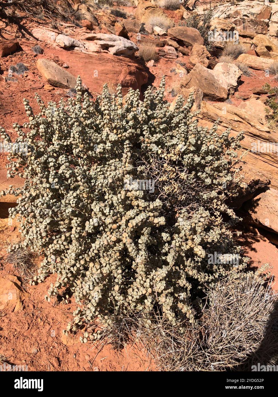 Roundleaf buffaloberry (Shepherdia rotundifolia Stock Photo - Alamy