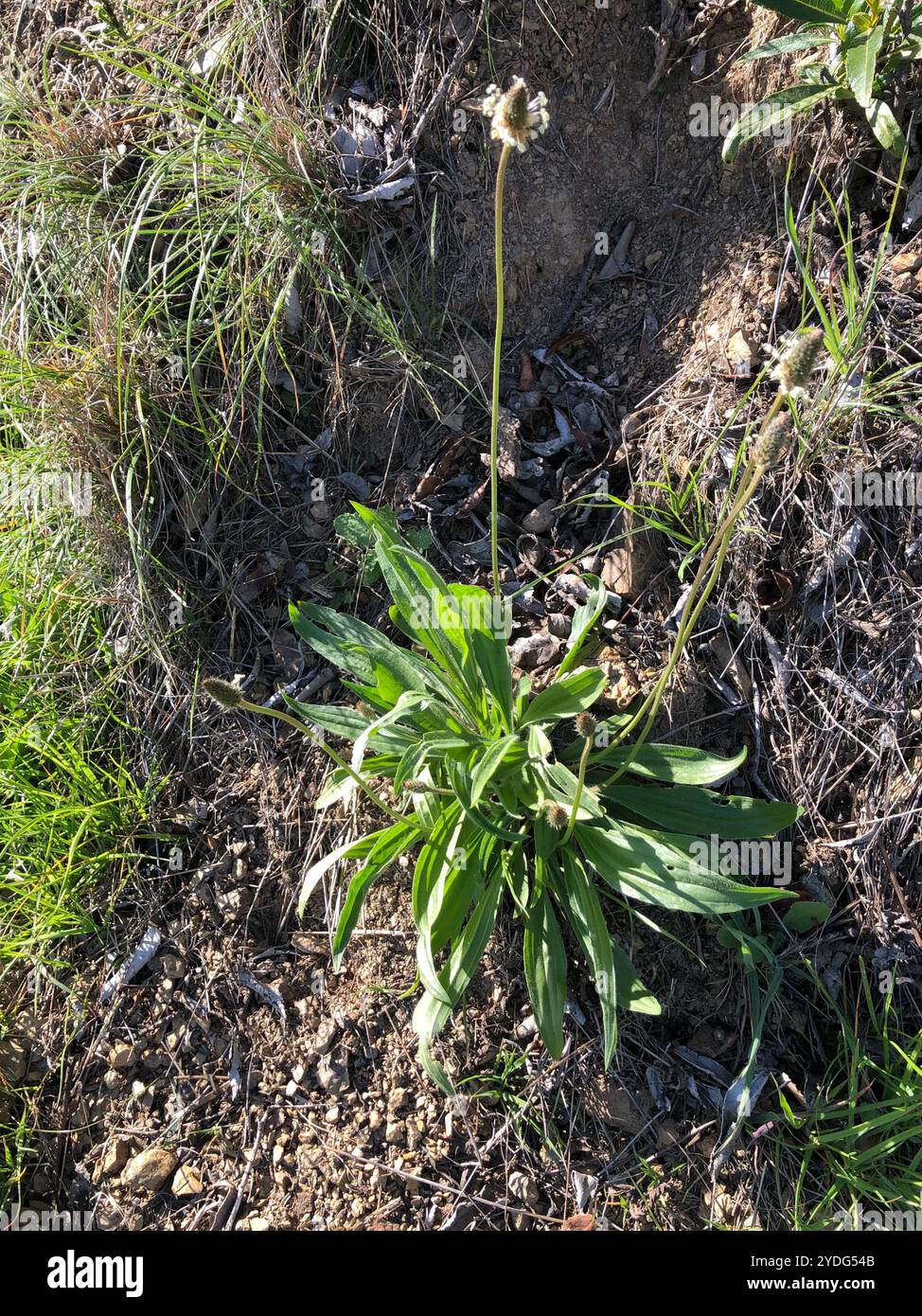 ribwort plantain (Plantago lanceolata Stock Photo - Alamy