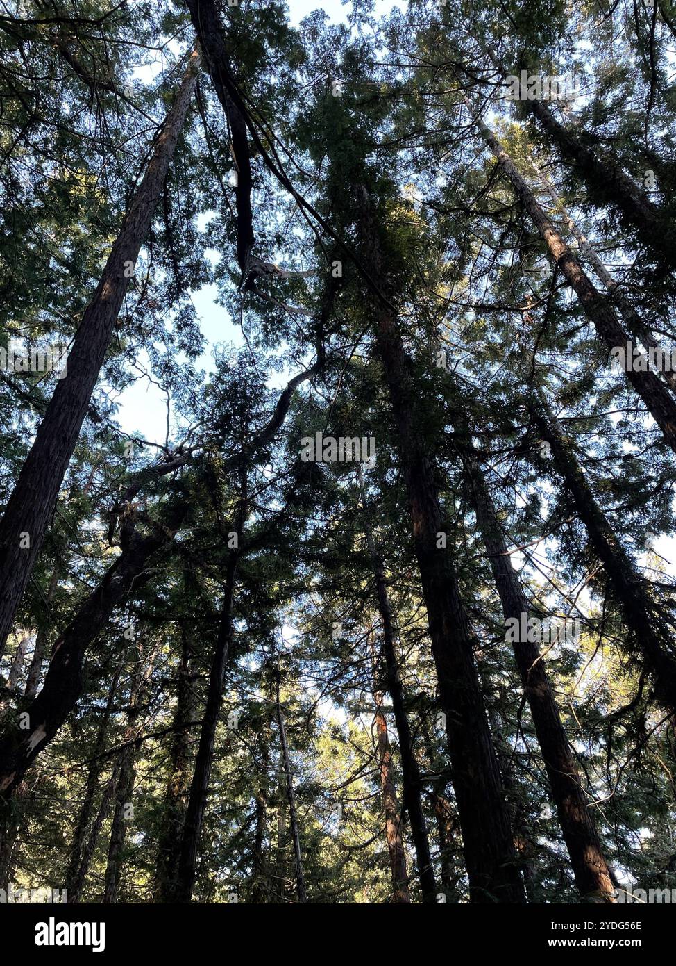 coast redwood (Sequoia sempervirens Stock Photo - Alamy