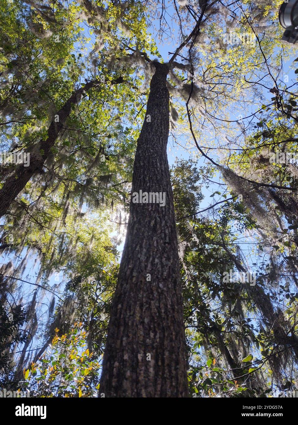 Winged Elm (Ulmus alata Stock Photo - Alamy