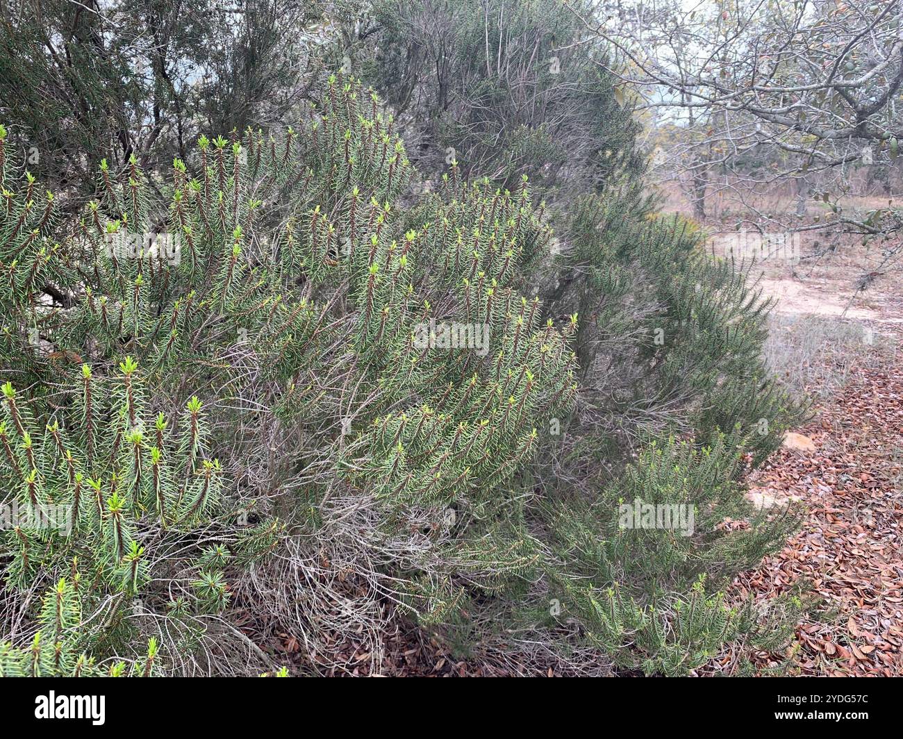 Florida rosemary (Ceratiola ericoides Stock Photo - Alamy