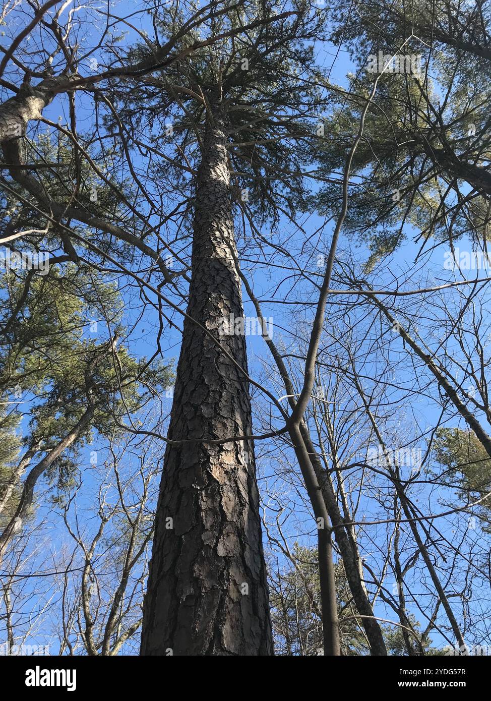 pitch pine (Pinus rigida Stock Photo - Alamy