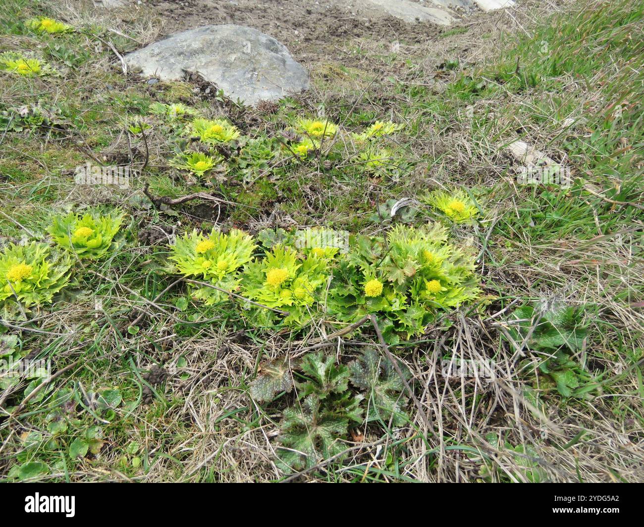 Footsteps of spring (Sanicula arctopoides Stock Photo - Alamy