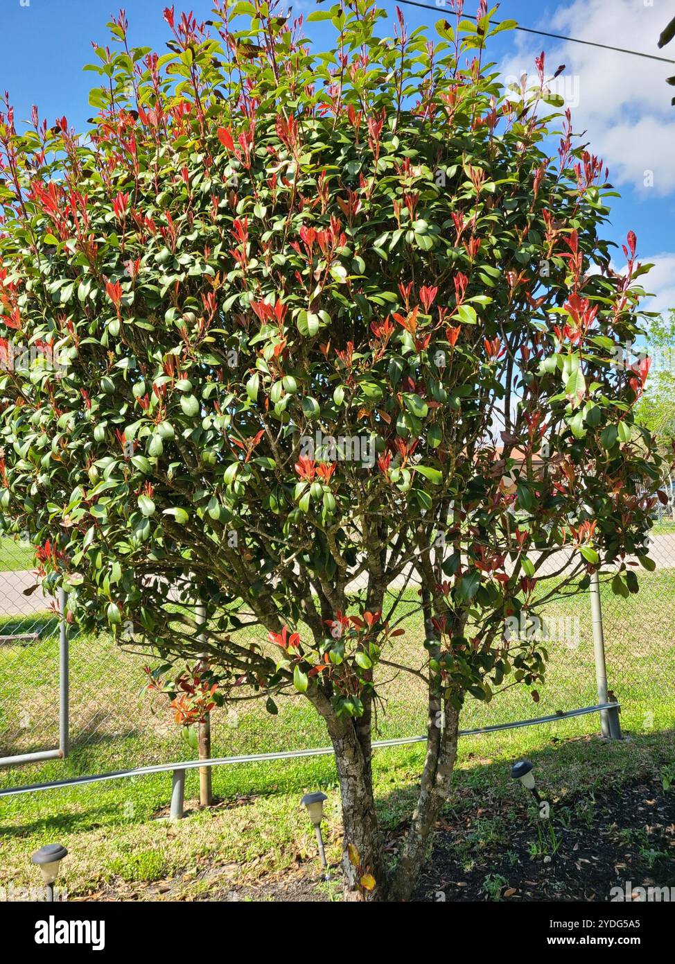 Chinese Photinia (Photinia serratifolia Stock Photo - Alamy
