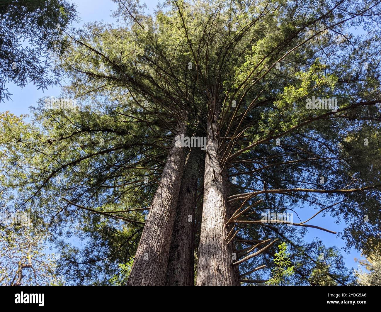 coast redwood (Sequoia sempervirens Stock Photo - Alamy