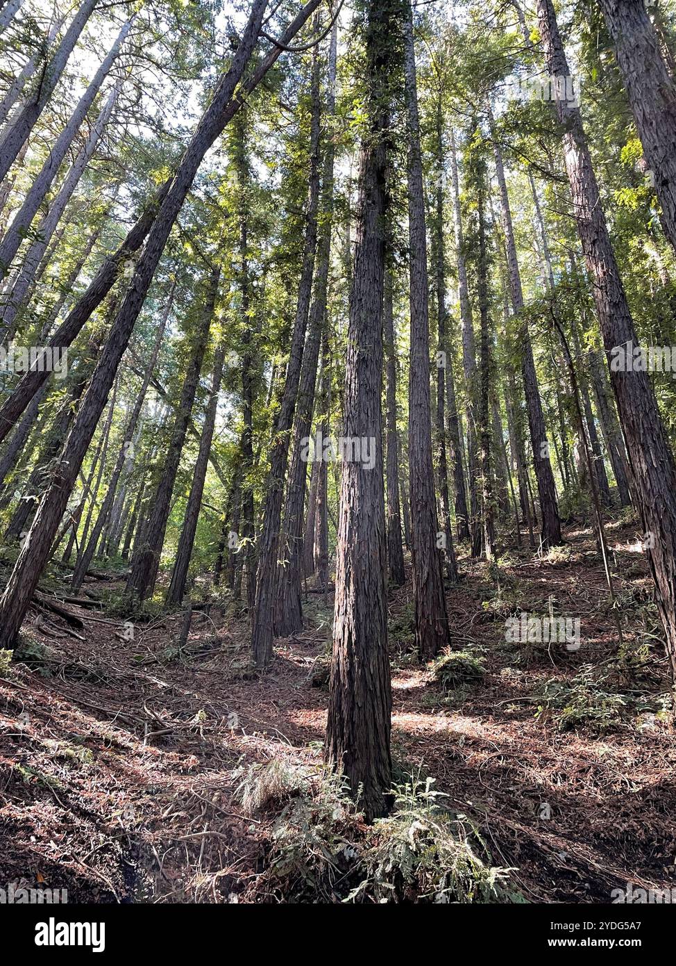 coast redwood (Sequoia sempervirens Stock Photo - Alamy