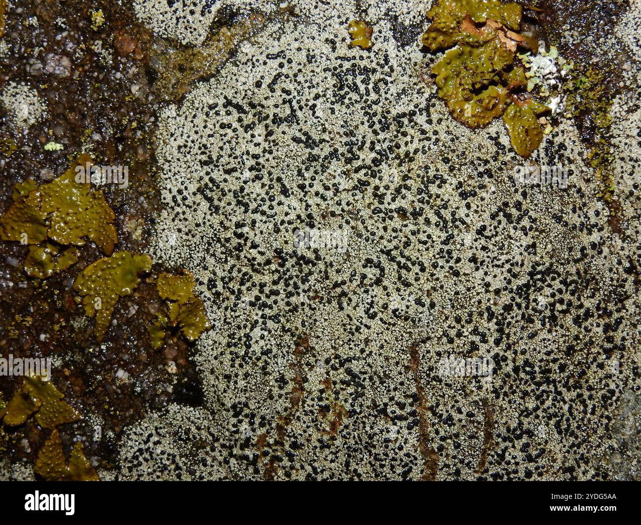 concentric boulder lichen (Porpidia crustulata Stock Photo - Alamy