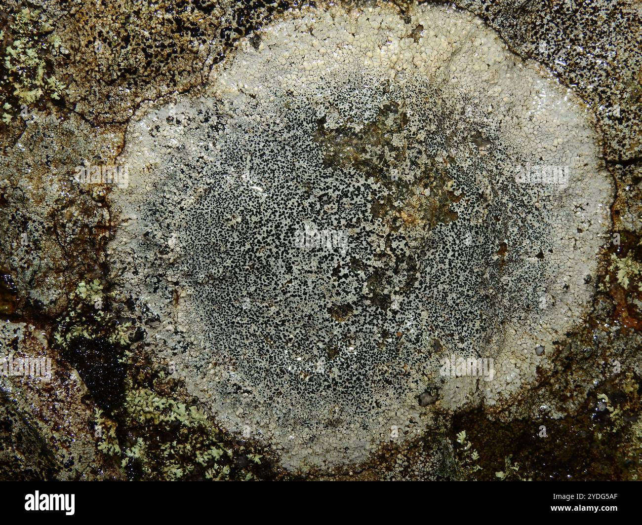 concentric boulder lichen (Porpidia crustulata Stock Photo - Alamy