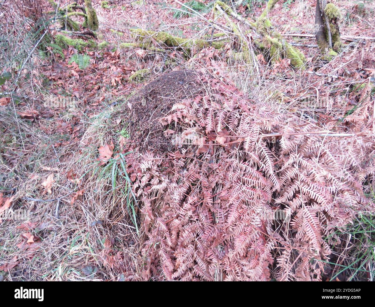 Western Thatching Ant (Formica obscuripes Stock Photo - Alamy