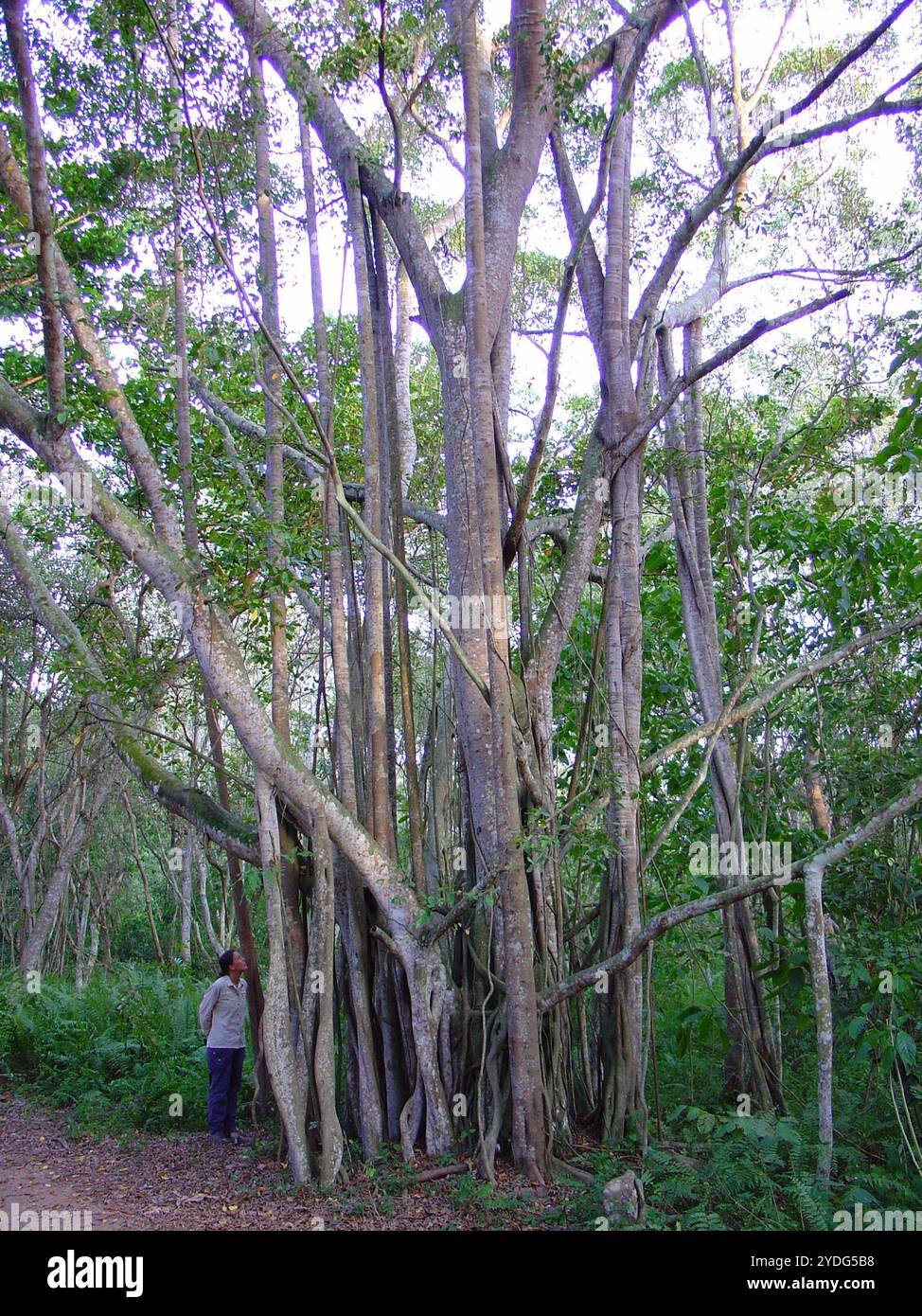 Indian banyan (Ficus benghalensis Stock Photo - Alamy