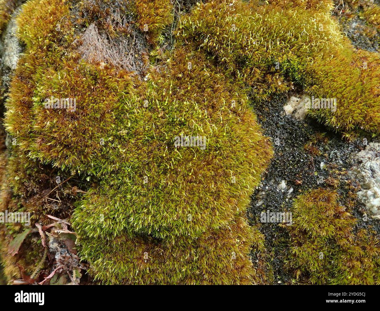 Blindia hi-res stock photography and images - Alamy