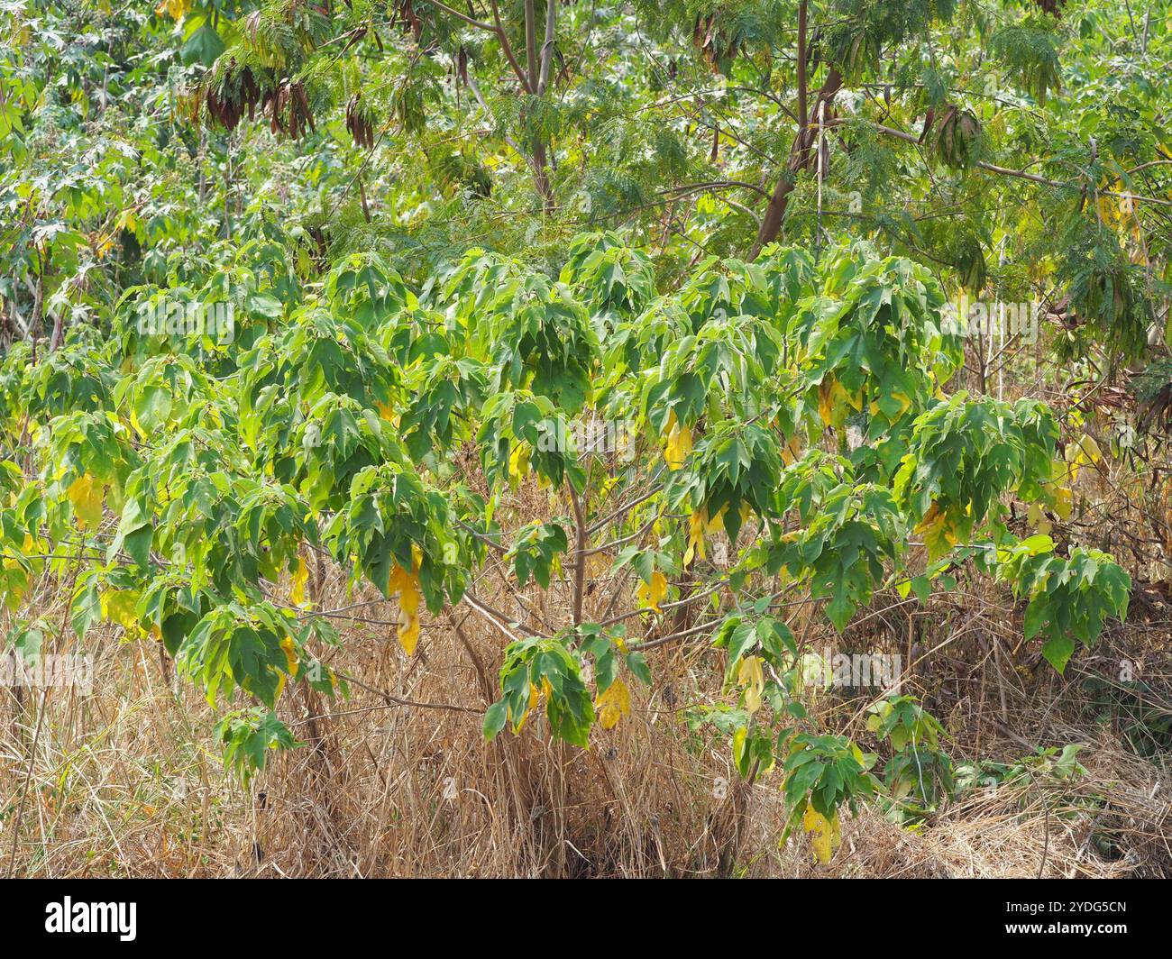 Paper mulberry (Broussonetia papyrifera Stock Photo - Alamy