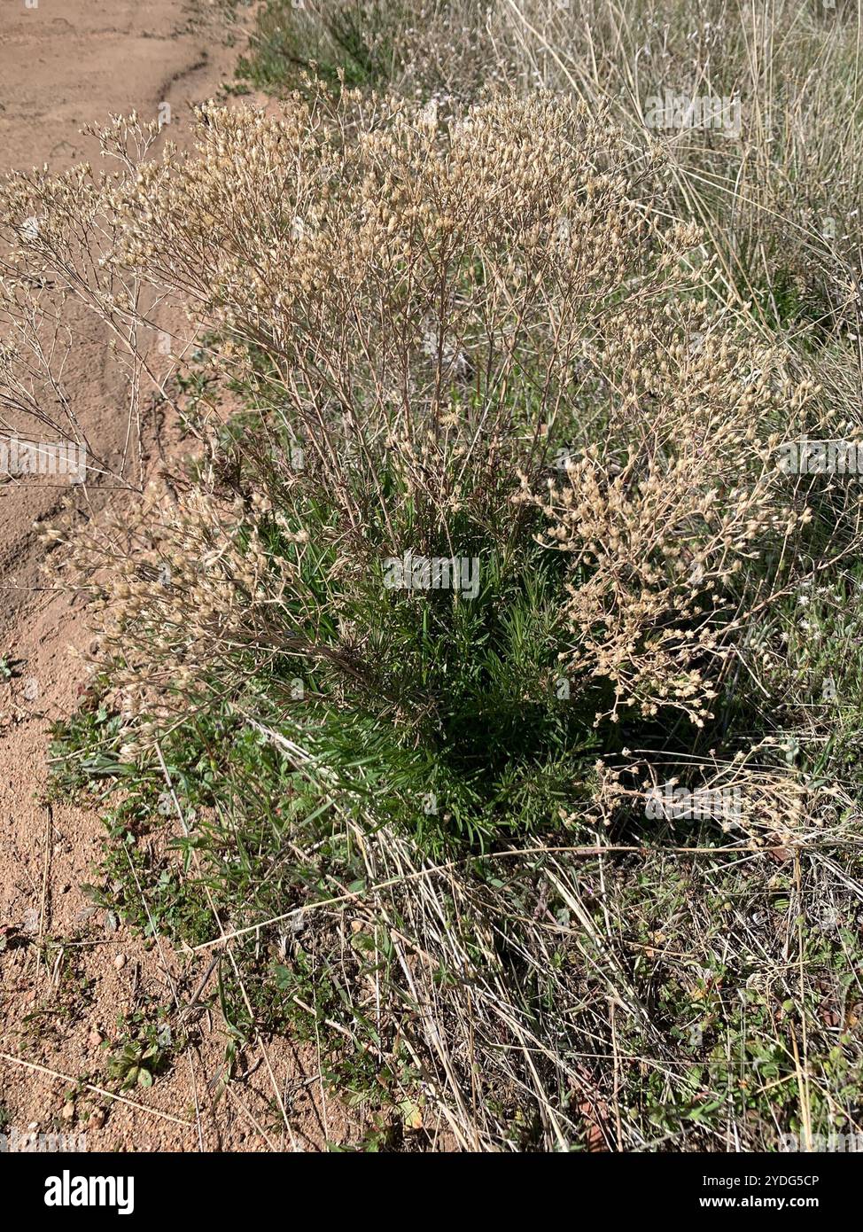 Gutierrezia sarothrae broom hi-res stock photography and images - Alamy