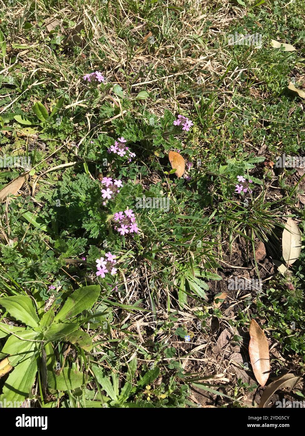 Dwarf Verbena (Glandularia pumila Stock Photo - Alamy