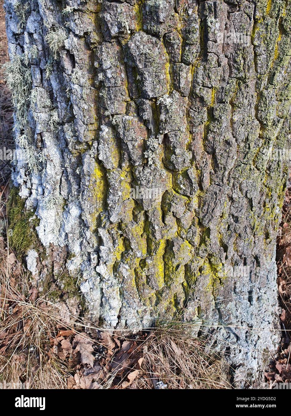 gold dust lichen (Chrysothrix candelaris Stock Photo - Alamy