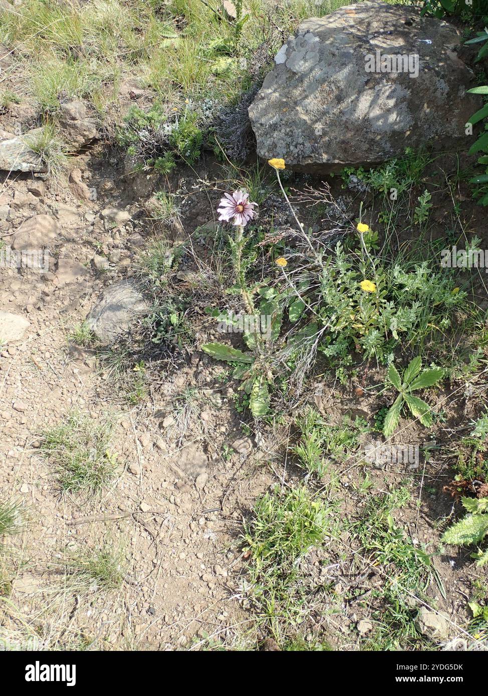 Purple African Thistle (Berkheya purpurea Stock Photo - Alamy