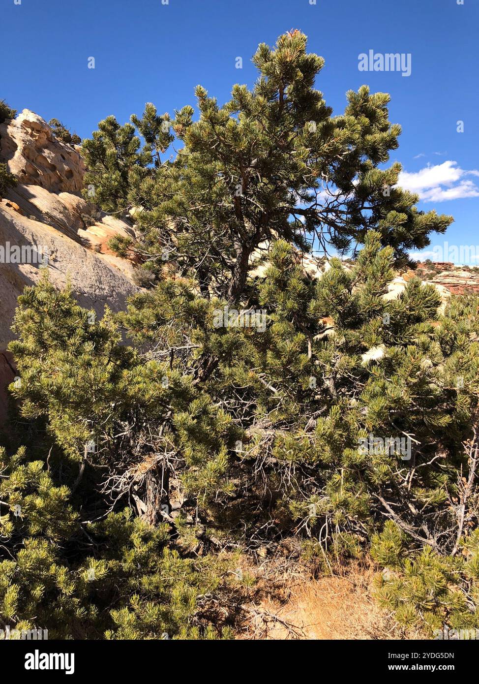Colorado Pinyon (Pinus edulis Stock Photo - Alamy