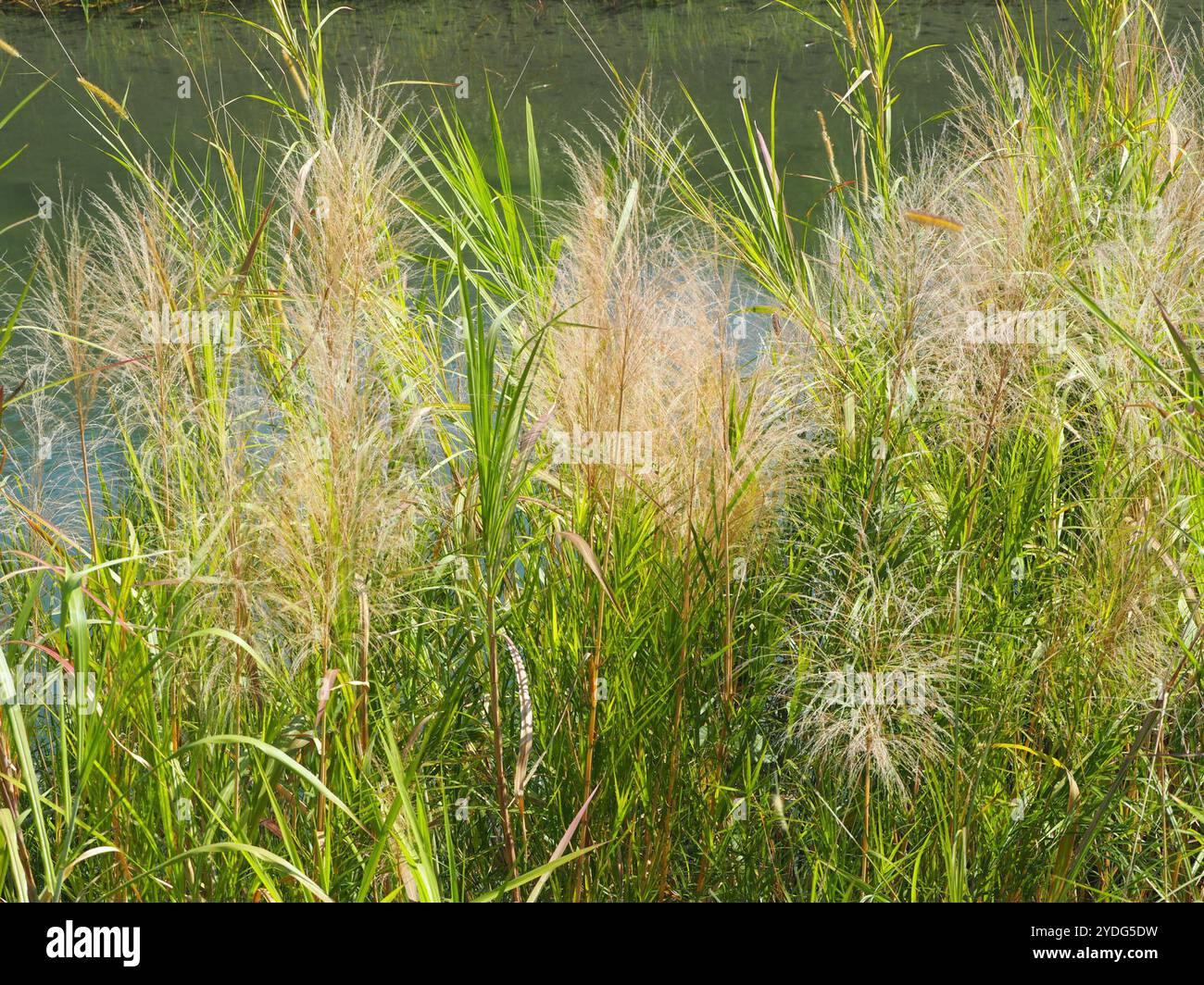 Tall Reed (Phragmites karka Stock Photo - Alamy