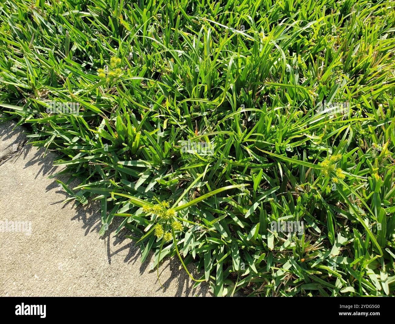 Baldwin's Flatsedge (Cyperus croceus Stock Photo - Alamy