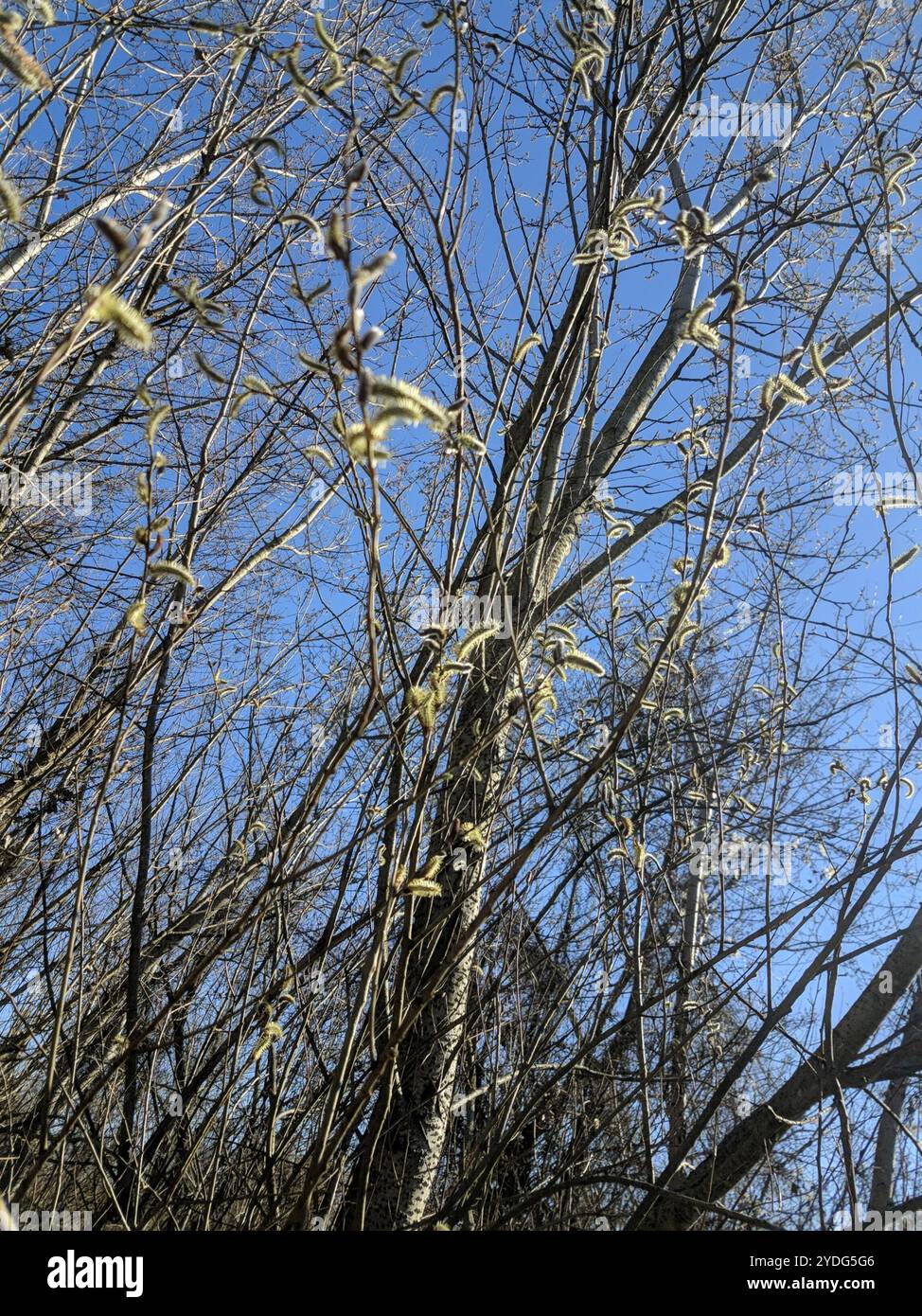 goat willow (Salix caprea Stock Photo - Alamy