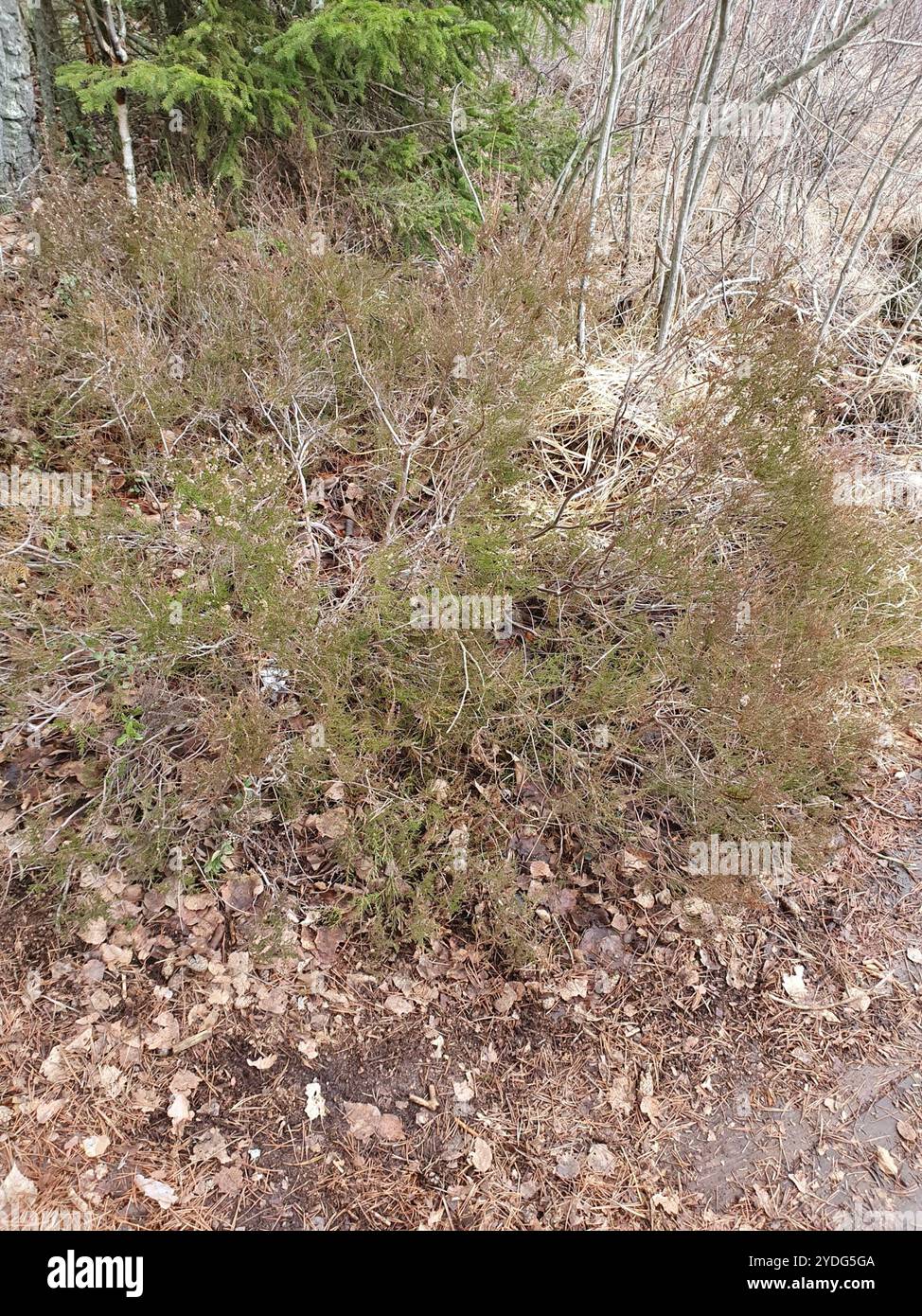 common heather (Calluna vulgaris Stock Photo - Alamy