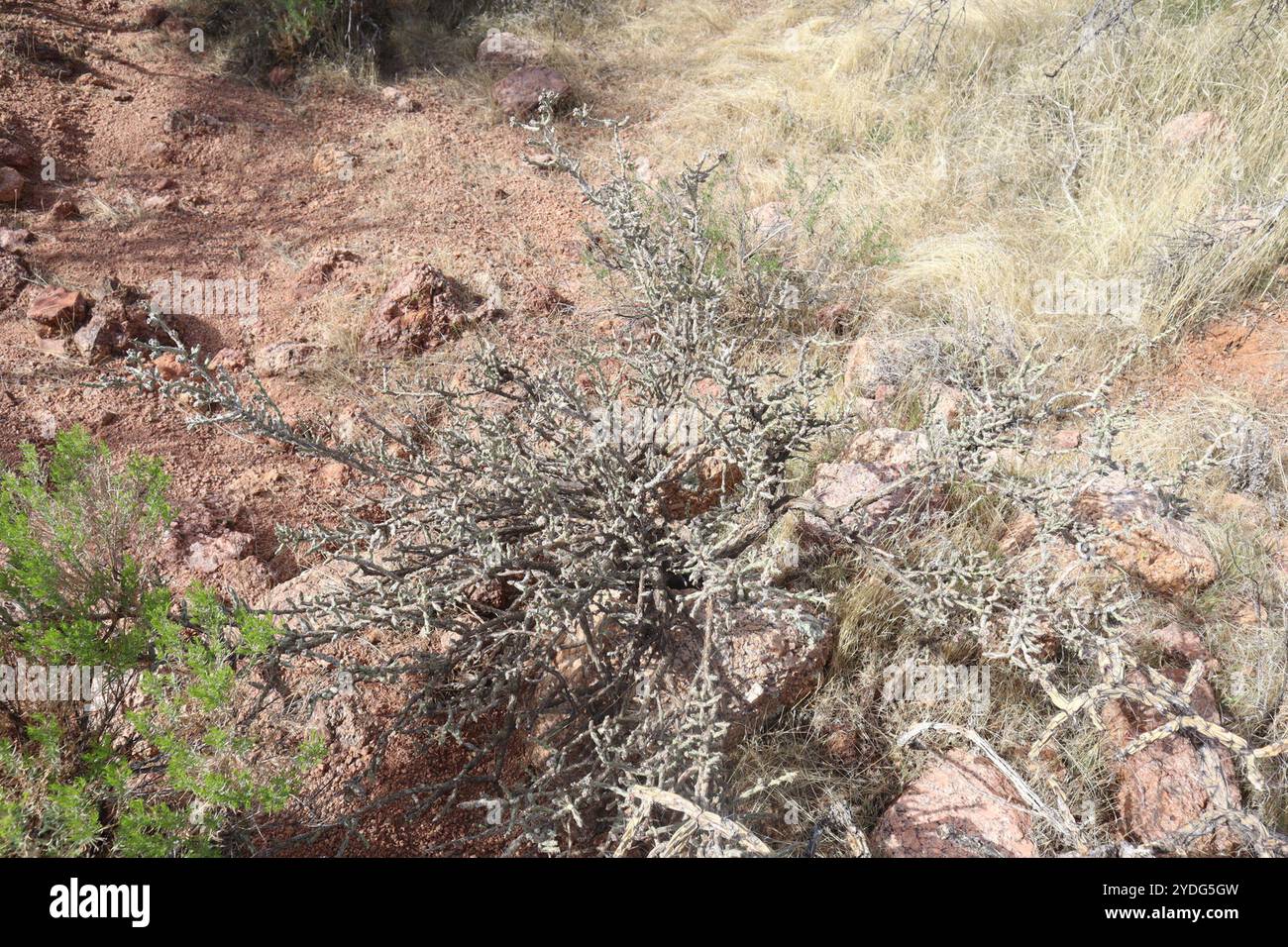 Christmas cholla (Cylindropuntia leptocaulis Stock Photo - Alamy