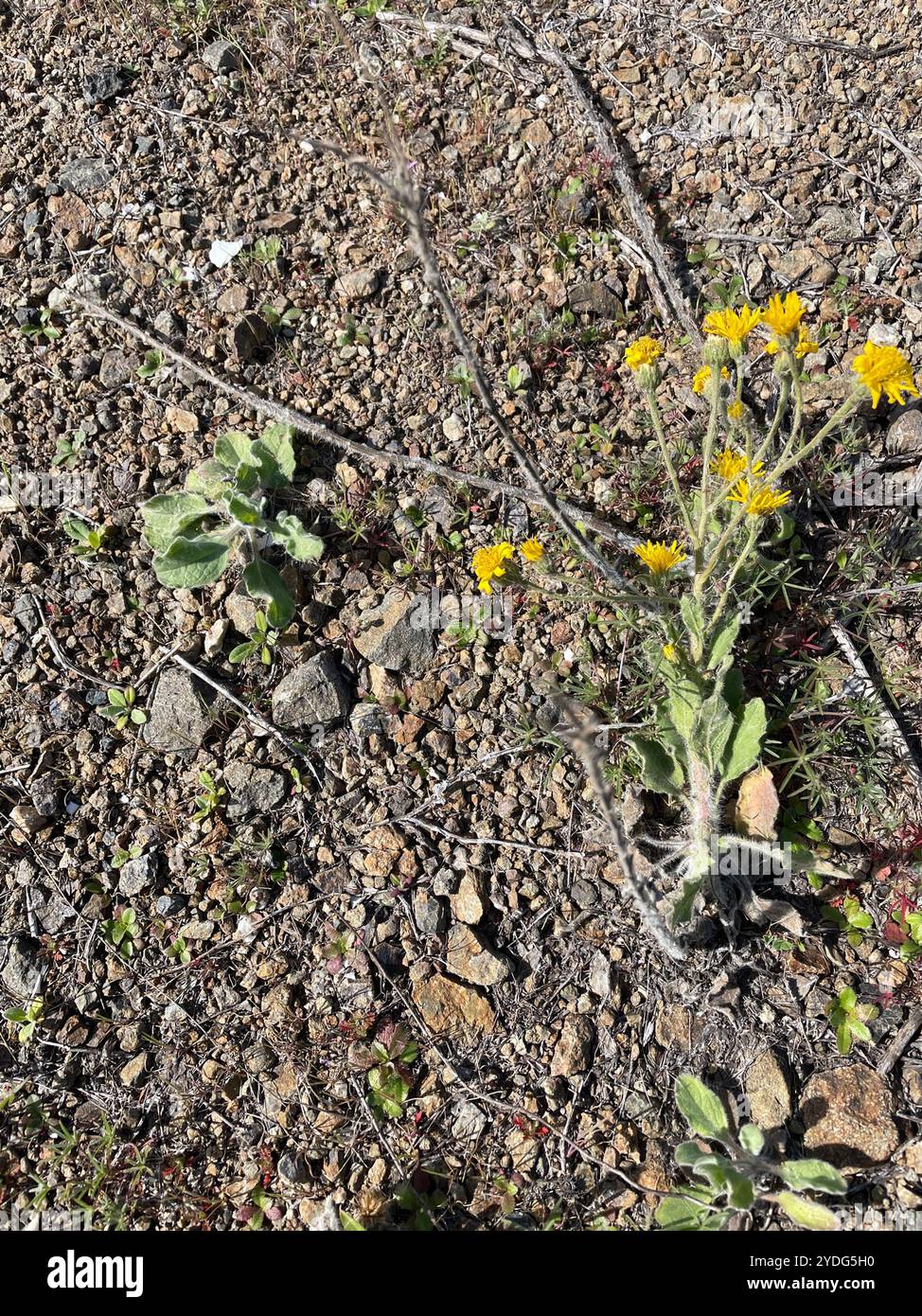 Telegraphweed (Heterotheca grandiflora Stock Photo - Alamy