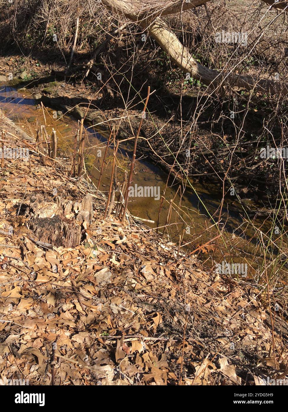 Banded killifish hi-res stock photography and images - Alamy