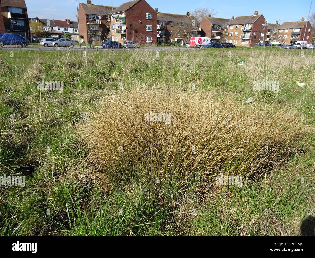 Hard Rush (Juncus inflexus Stock Photo - Alamy