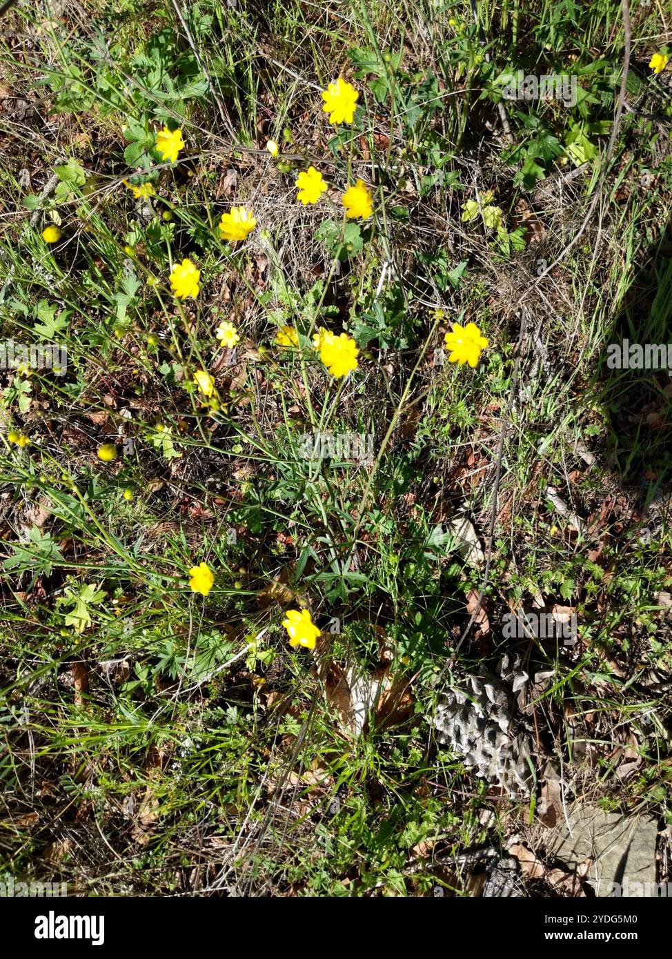 California buttercup (Ranunculus californicus Stock Photo - Alamy