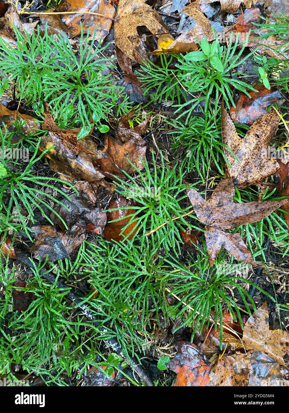 fan clubmoss (Diphasiastrum digitatum Stock Photo - Alamy