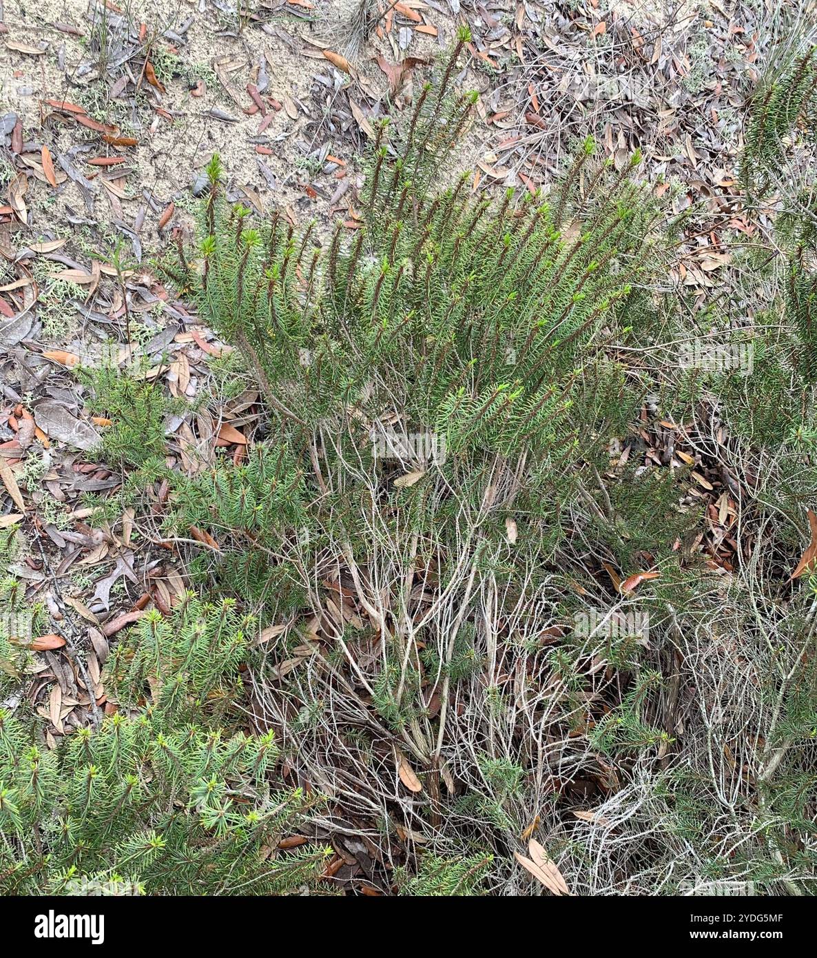 Florida rosemary (Ceratiola ericoides Stock Photo - Alamy