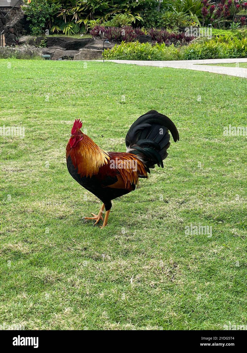 Domestic Chicken (Gallus gallus domesticus Stock Photo - Alamy