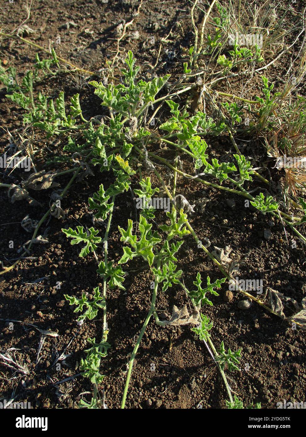 Small Wild Cucumber (Cucumis africanus Stock Photo - Alamy