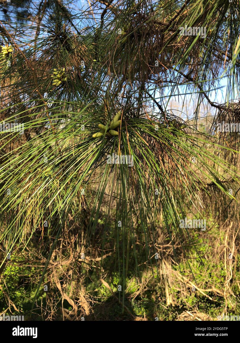 loblolly pine (Pinus taeda Stock Photo - Alamy
