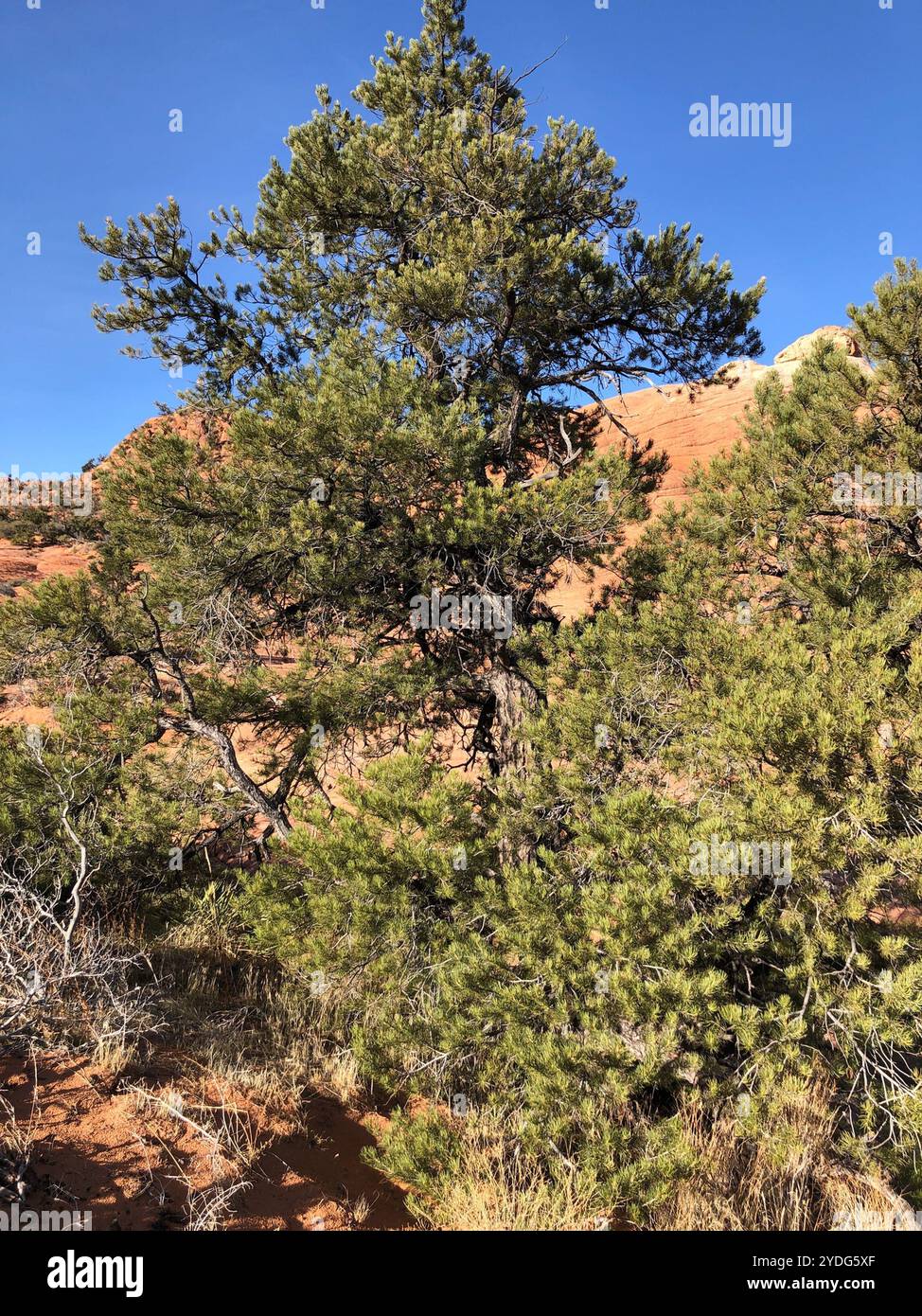 singleleaf pinyon (Pinus monophylla Stock Photo - Alamy