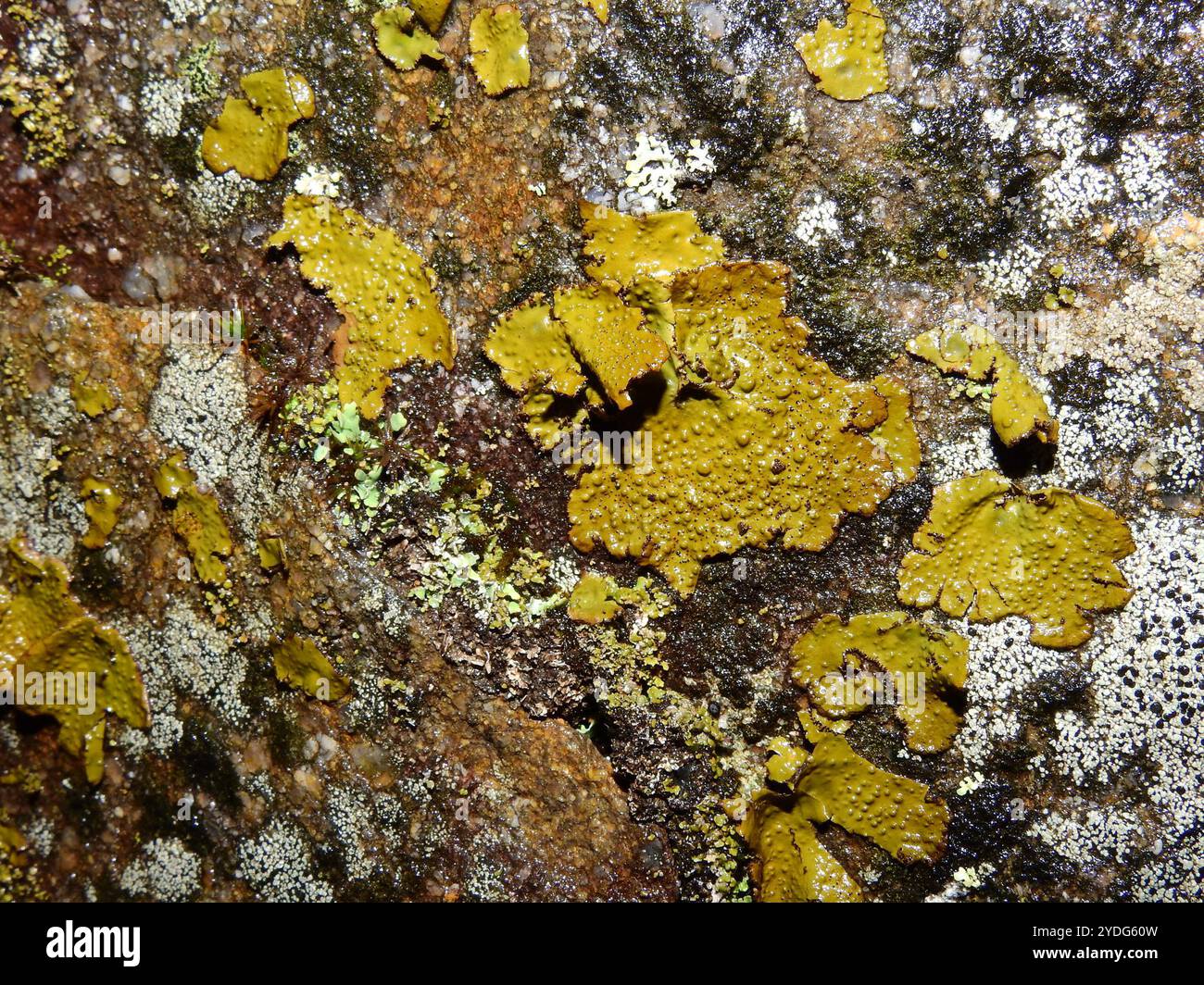 Pennsylvania Toadskin Lichen (Lasallia pensylvanica Stock Photo - Alamy
