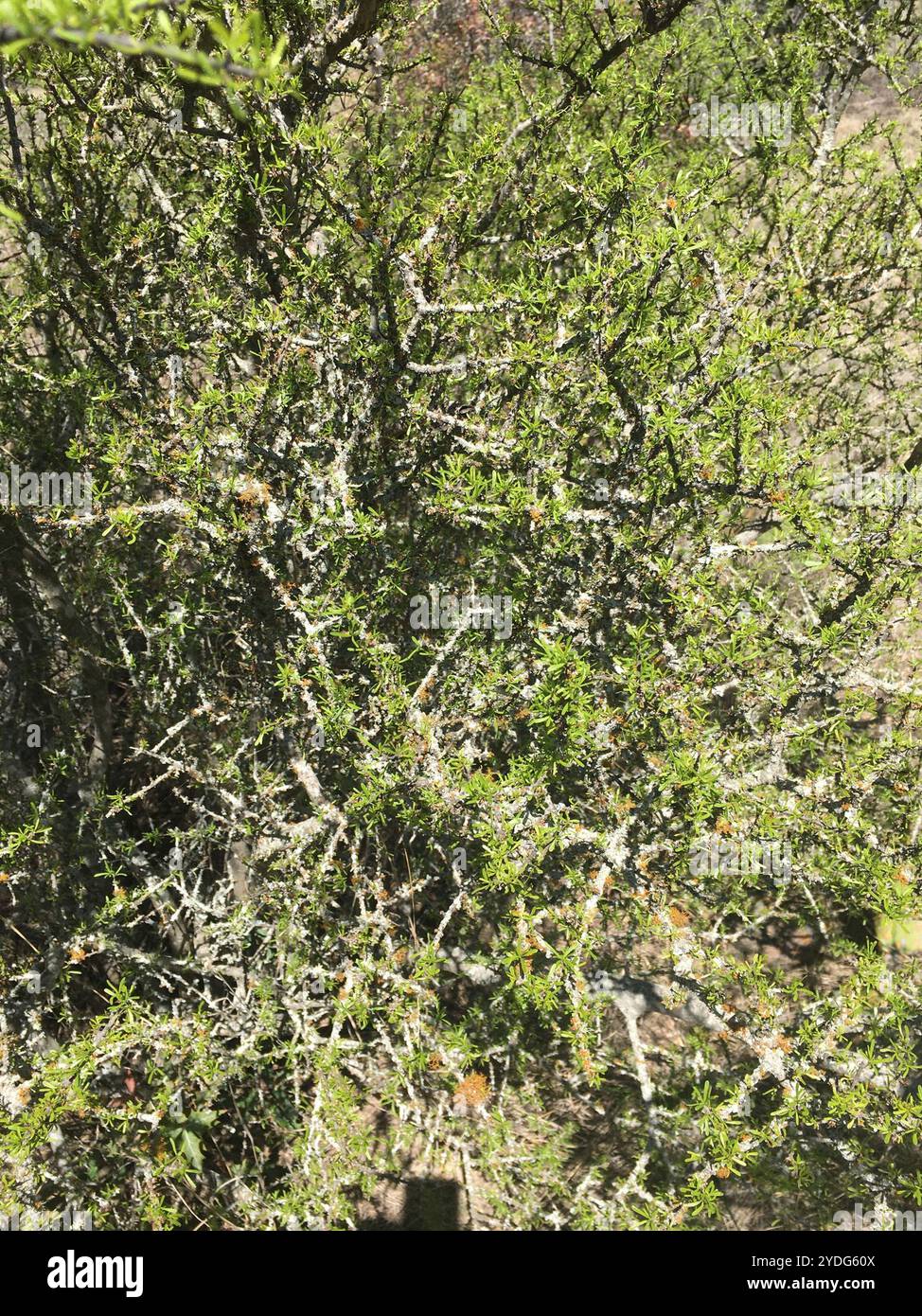 Narrowleaf Forestiera (Forestiera angustifolia Stock Photo - Alamy