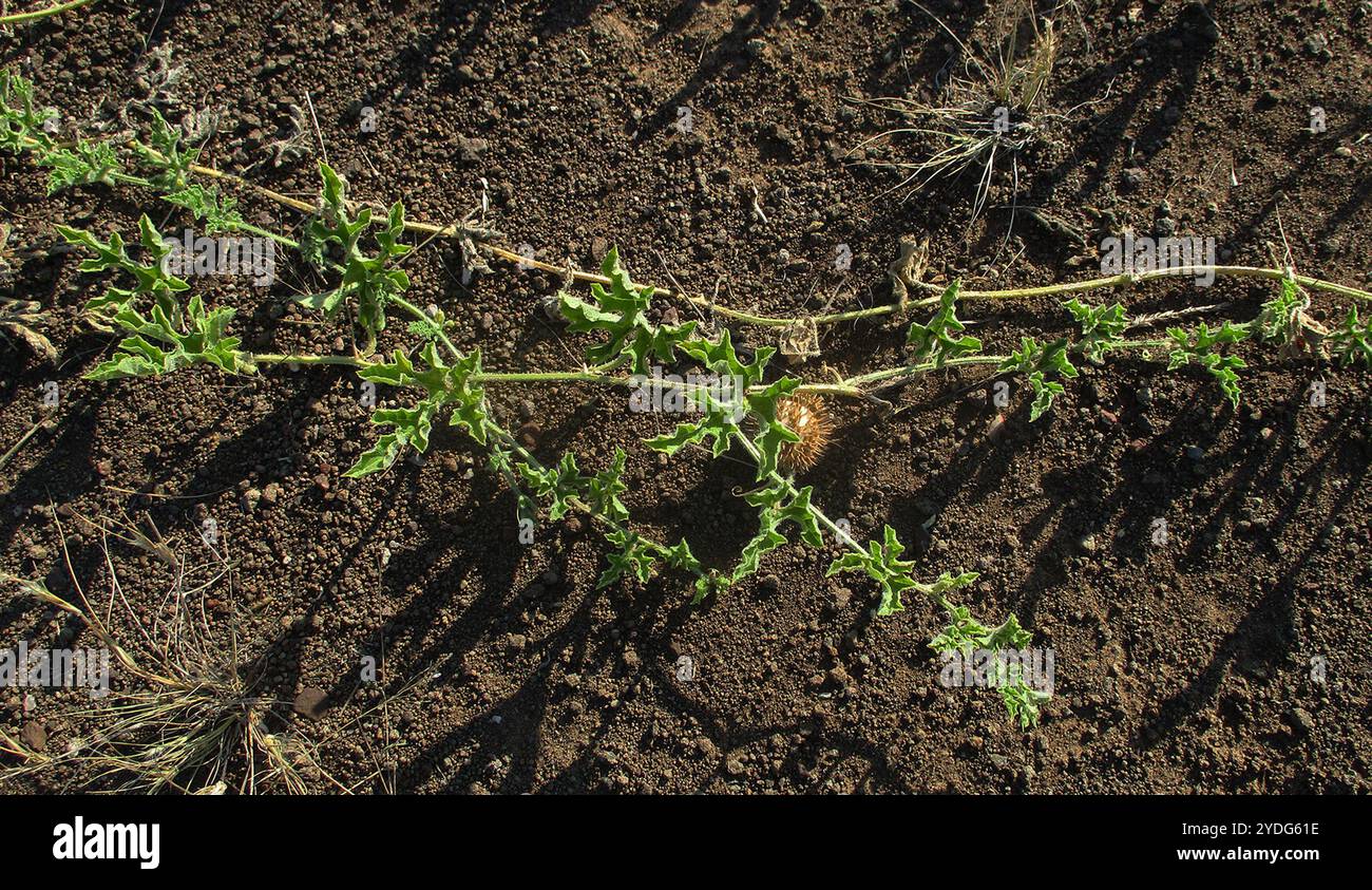 Small Wild Cucumber (Cucumis africanus Stock Photo - Alamy