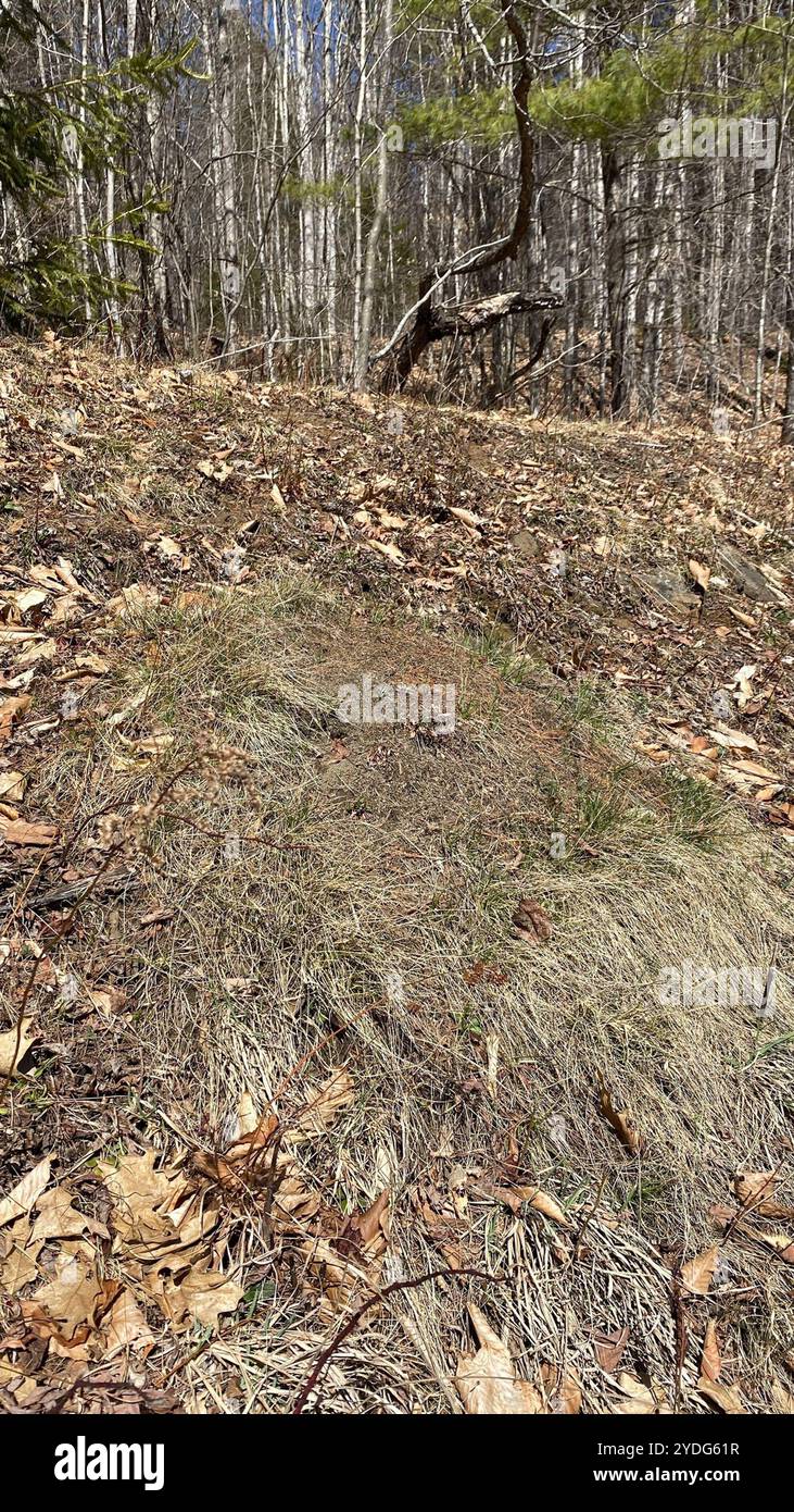 Allegheny Mound Ant (Formica exsectoides Stock Photo - Alamy