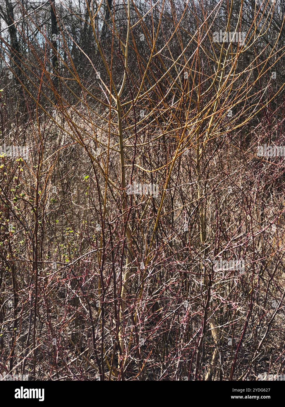 Pacific Willow (Salix lasiandra Stock Photo - Alamy