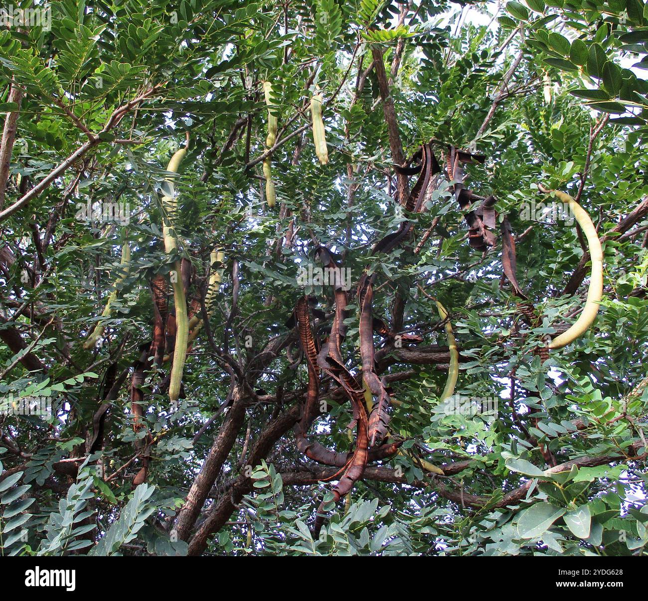 sjambok-pod (Cassia abbreviata Stock Photo - Alamy