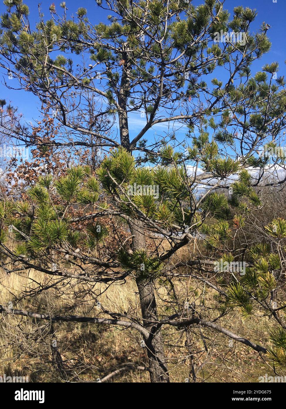 Shore Pine (Pinus contorta contorta Stock Photo - Alamy